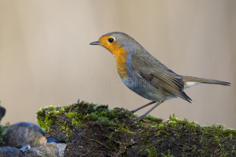 Robin bird red breast stock image. Image of outdoors - 38307565