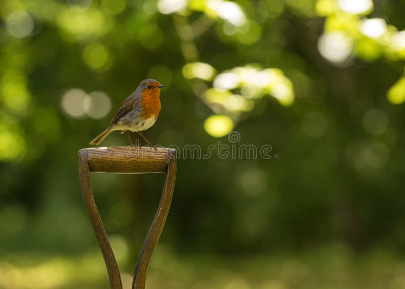 157 Robin Spade Photos - Free & Royalty-Free Stock Photos from Dreamstime