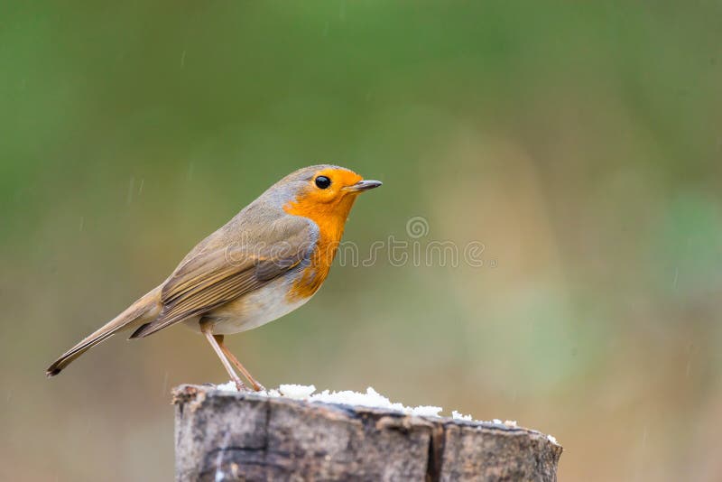 Robin Bird or Robin Redbreast Stock Photo - Image of closeup, redbreast ...