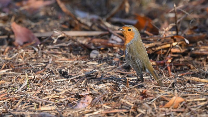 Robin, Bird, Resting on the Garden Stock Image - Image of bluethroat ...