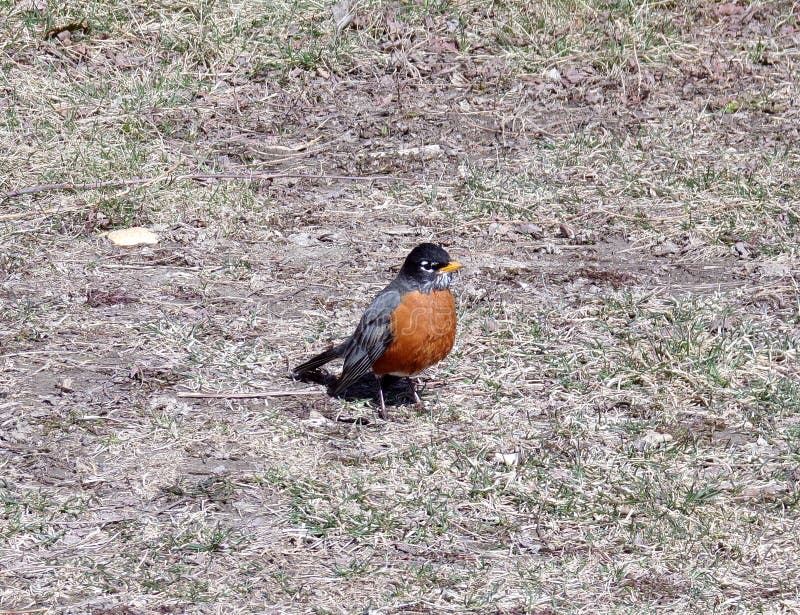 Robin Bird stock photo. Image of beak, grass, wildlife - 382337628