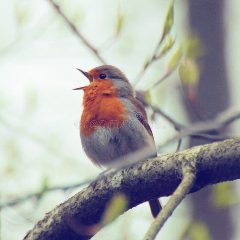 Robin Bird Singing in the Forest Stock Photo - Image of twig, yellow ...