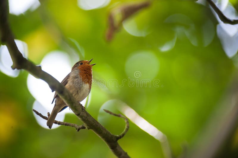 Singing Robin bird stock photo. Image of robin, nature - 18225940