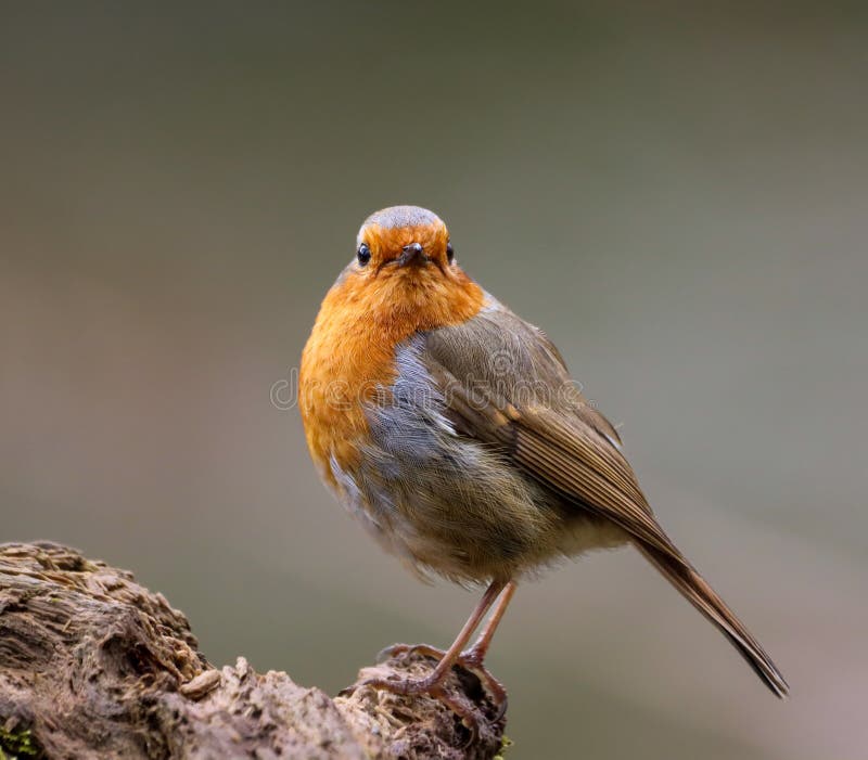 A Bird Sits on the Grass at Sunset Time, with Long Reed in the Fore ...