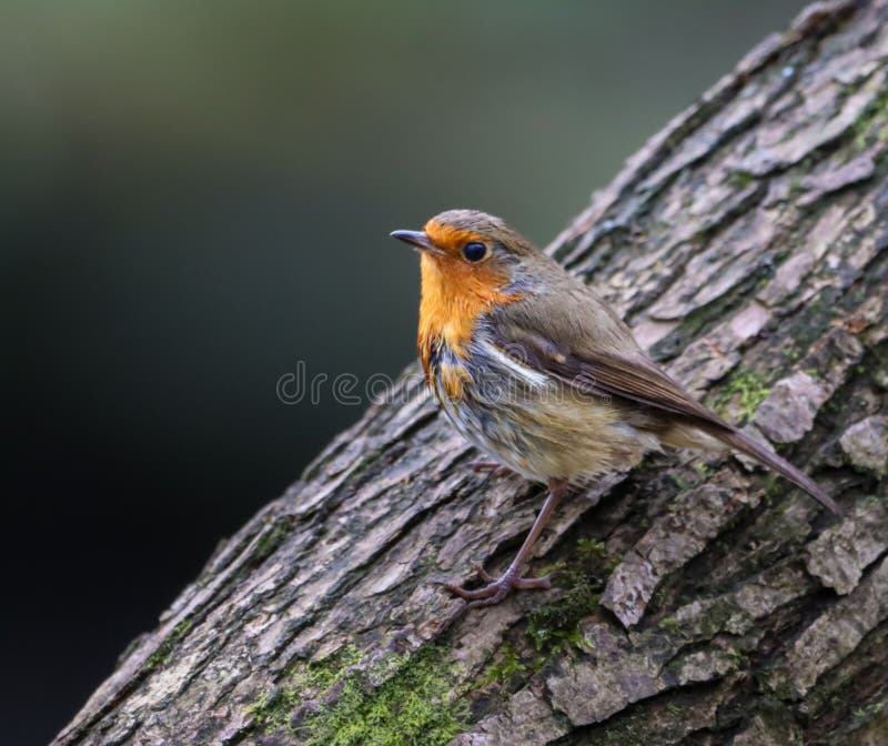 A Bird Sits on the Grass at Sunset Time, with Long Reed in the Fore ...