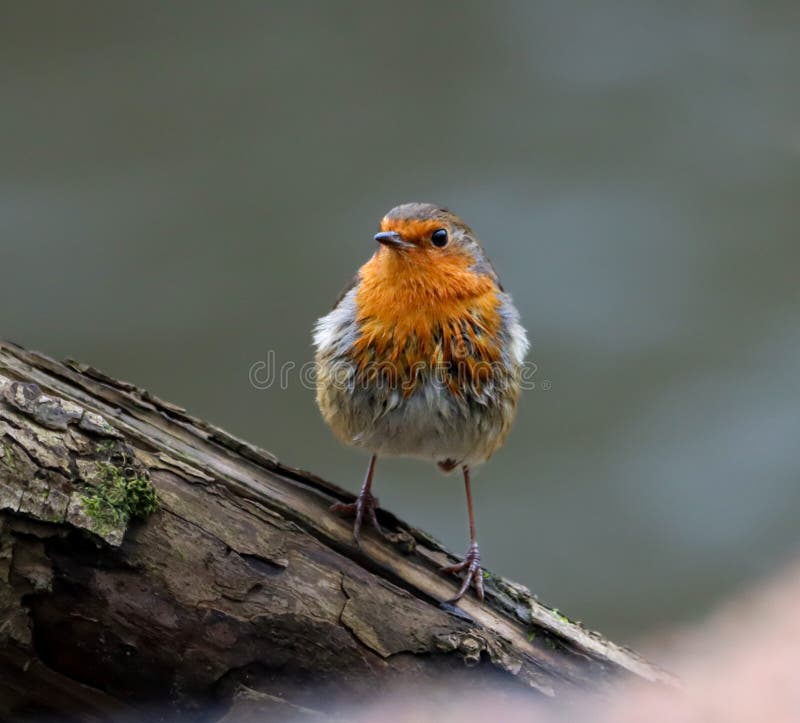 A Bird Sits on the Grass at Sunset Time, with Long Reed in the Fore ...
