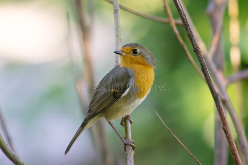 Robin bird stock image. Image of erithacus, animal, redbreast - 123593921