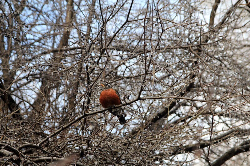 Robin Bird stock photo. Image of nature, robin, wildlife - 270603270