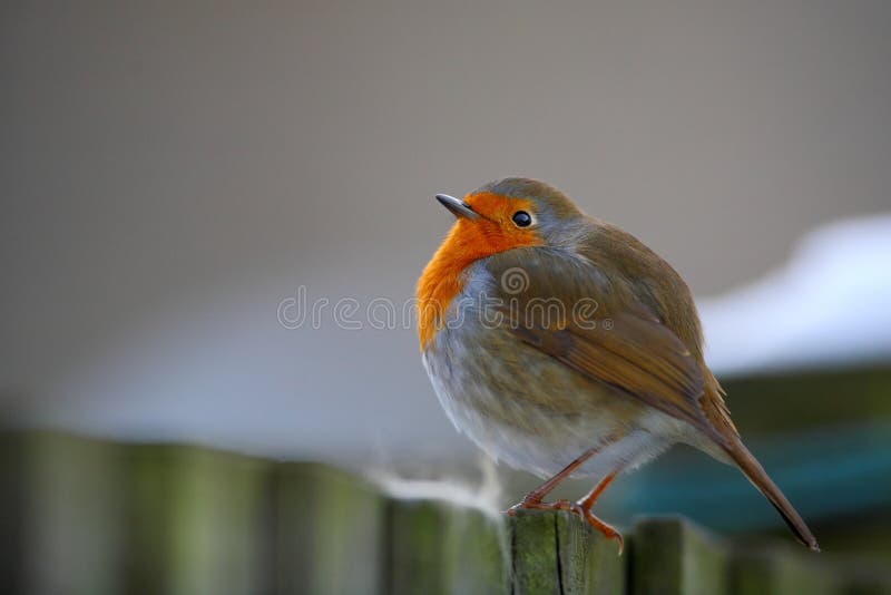 Robin bird stock photo. Image of chest, beauty, birdbeautiful - 23519304