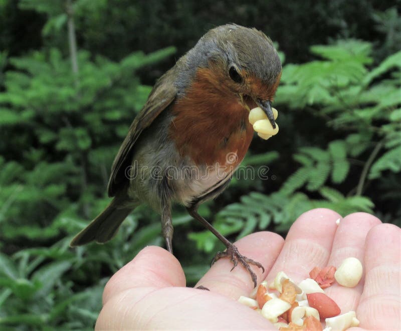 Robin Bird Sitting on Human Hand Stock Photo - Image of shorebird, hand ...