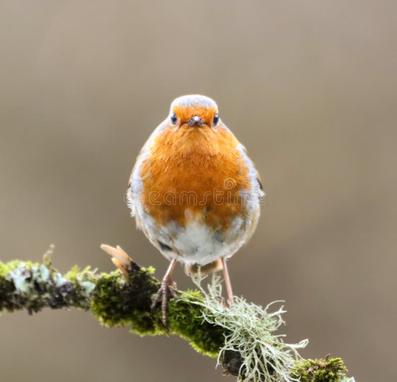 A Robin Bird is Sitting on a Mossy Branch with Its Feathers Up Stock ...
