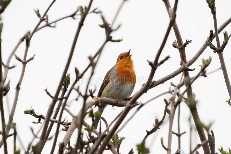 Robin Bird Sitting in a Tree Amongst Branches. Its Beak is Open Singing ...