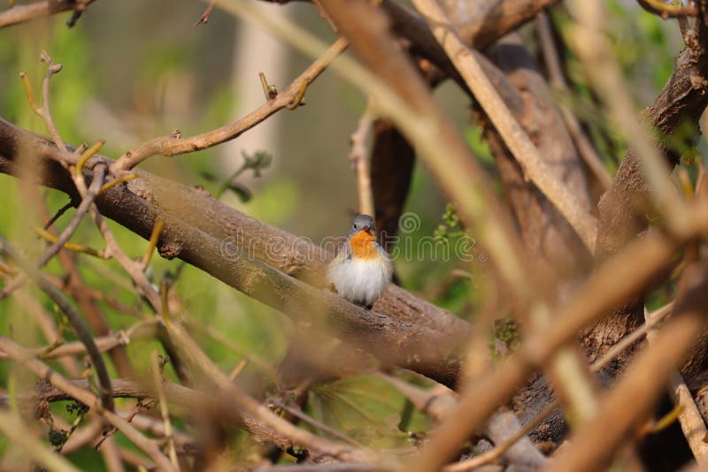 Robin bird background stock photo. Image of tree, robin - 182118778