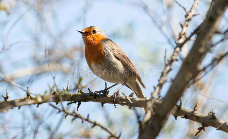 Robin Bird Sitting on a Tree Branch in Spring Stock Image - Image of ...