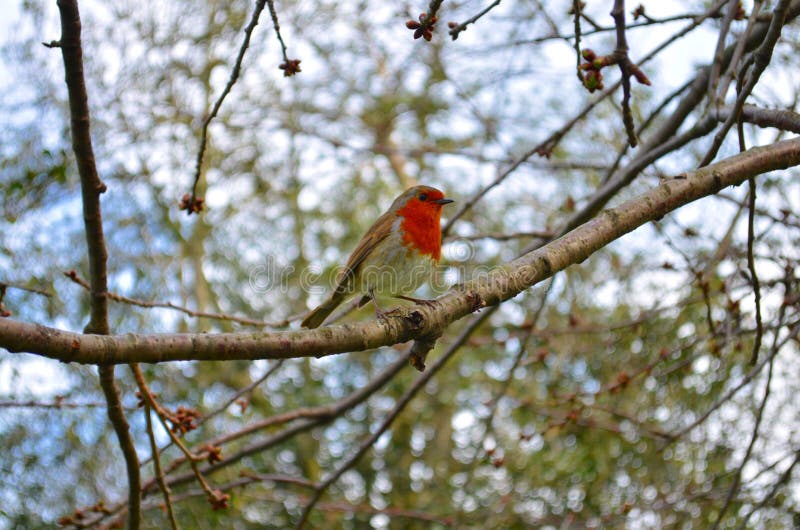 Robin Bird Sitting on a Tree in Spring Stock Image - Image of branch ...
