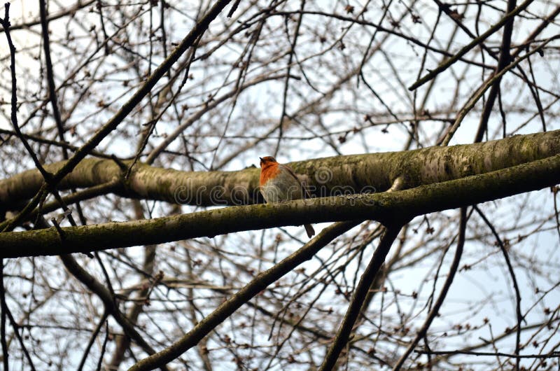 Robin Bird Sitting on a Tree in Spring Stock Image - Image of plumage ...