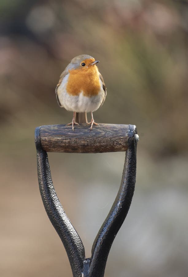 Robin Bird on a Spade Handle Stock Image - Image of bird, handle: 308830099
