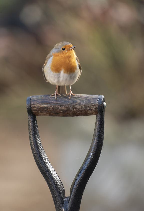 Robin Bird on a Spade Handle Stock Image - Image of bird, handle: 308830099
