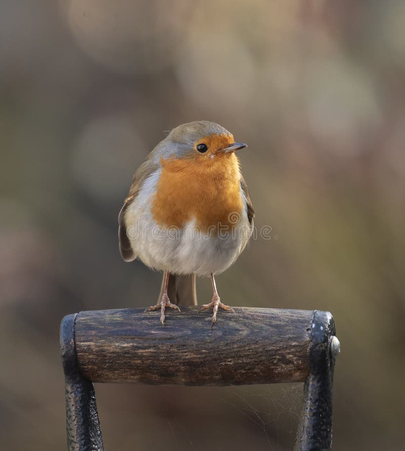 Robin Bird on a Spade Handle Stock Photo - Image of spade, robin: 308830108