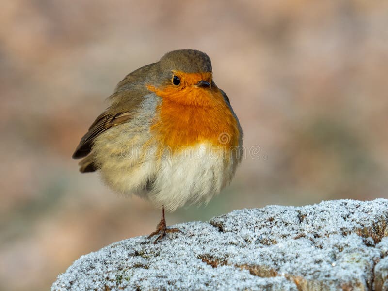 Robin bird stock photo. Image of bird, small, robin - 265111412