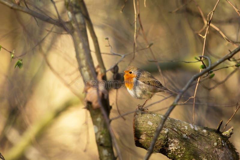A Robin Bird Stands on a Tree Stump in the Thicket Stock Photo - Image ...