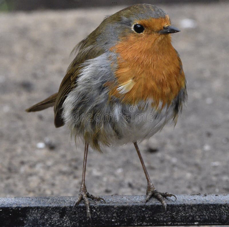 Robin stock image. Image of stood, robin, feathers, bird - 269430957