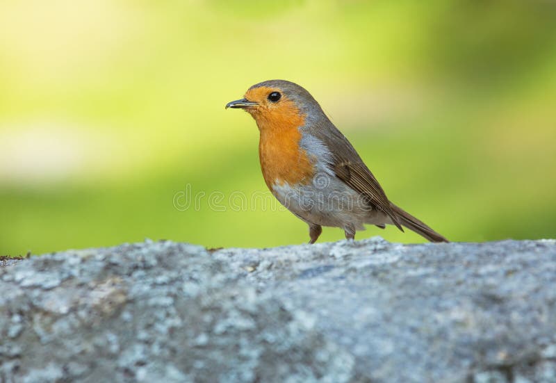 Robin, a Sweet and Very Popular Little Bird. Stock Photo - Image of ...