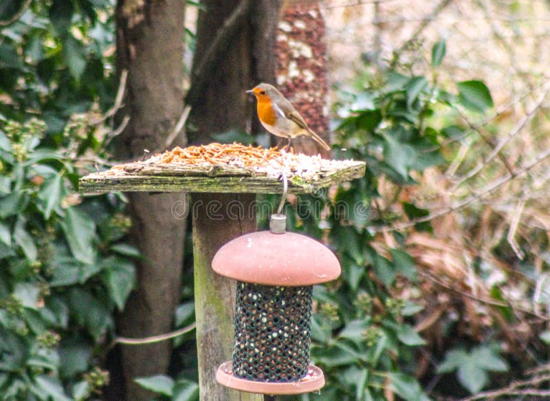 Robin on the bird table stock photo. Image of feeding - 305291808