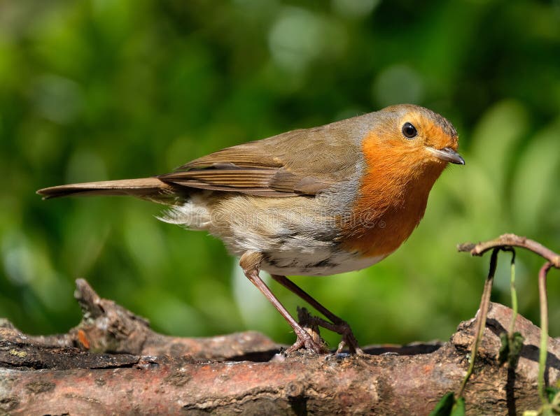 Robin on a feeding table stock photo. Image of garden - 8335166