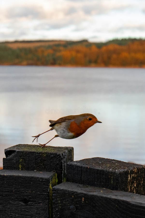 Robin Bird Taking Flight by the Lake Stock Photo - Image of male ...