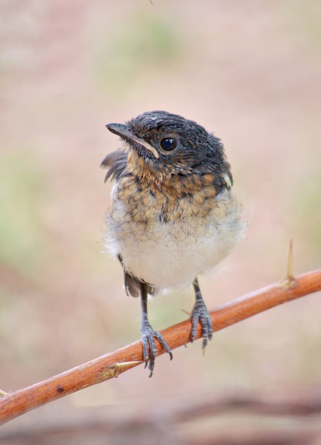 Robin bird stock image. Image of birds, colourful, nature - 251644605
