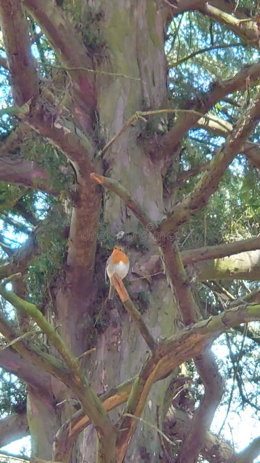 Robin bird in a tree stock image. Image of plant, produce - 224844091