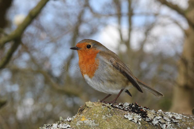 Robin, Bird Isolated on White Background, Perched on a Branch Stock ...