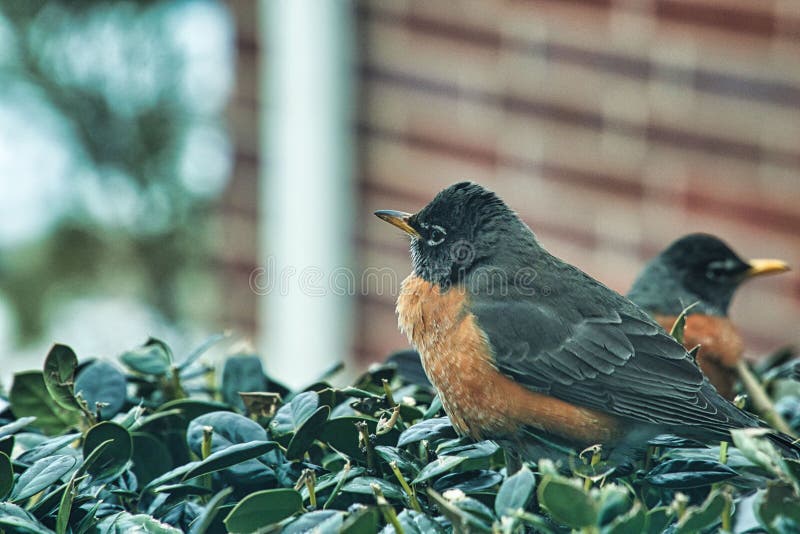 Robin Birds Perching on the Plant Stock Image - Image of wildlife, wild ...