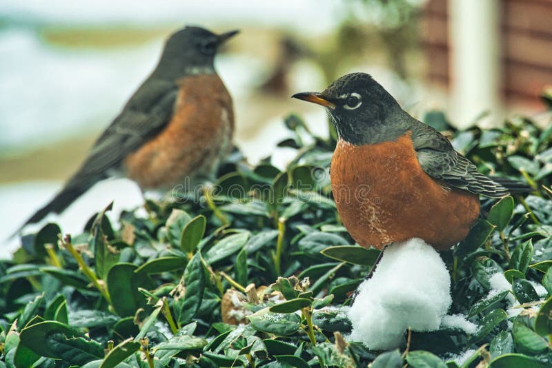 Robin Birds Perching on the Plant Stock Photo - Image of robin, birds ...