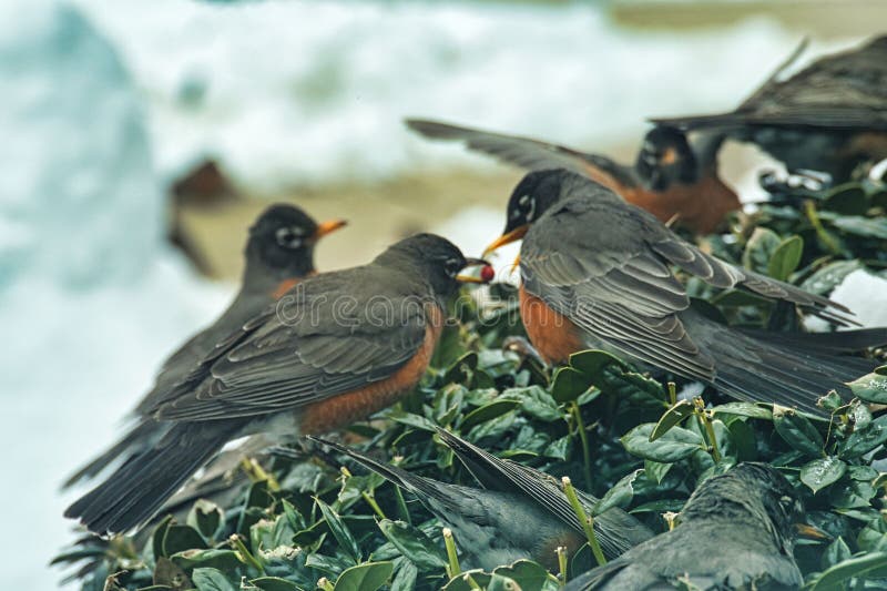 Robin Birds Perching on the Plant Stock Photo - Image of wing, nature ...