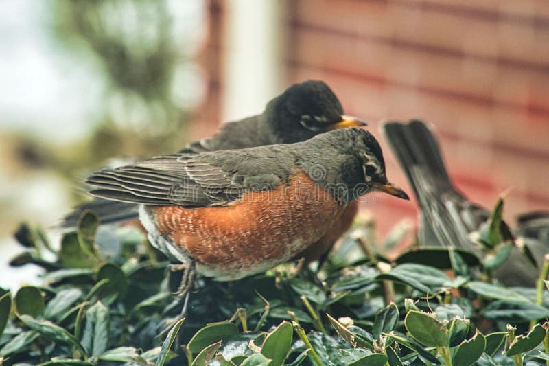 Robin Birds Perching on the Plant Stock Image - Image of feathers, wing ...
