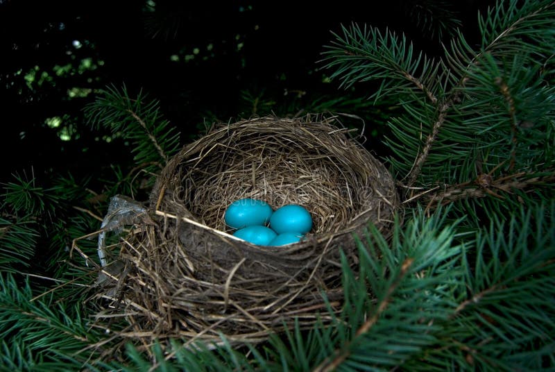 Robin Blue stock image. Image of beauty, bough, aqua - 11551099
