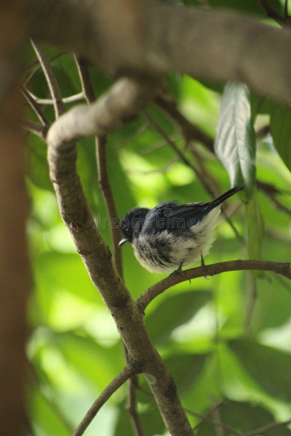 Robin on the branch stock image. Image of wing, green - 247154041