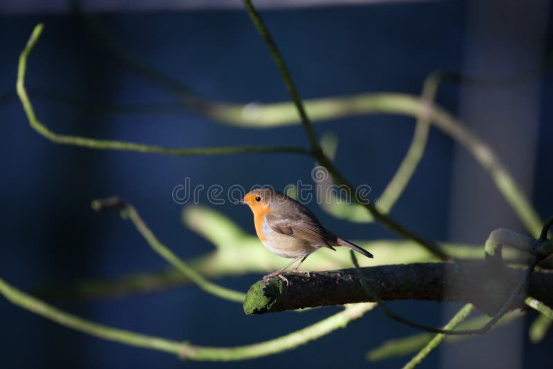 Robin on branch stock photo. Image of branch, robin, wildlife - 28056806