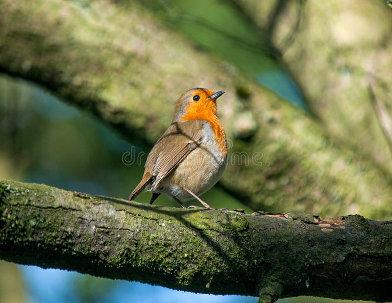 Robin stock photo. Image of bird, animal, branch, tree - 65771086
