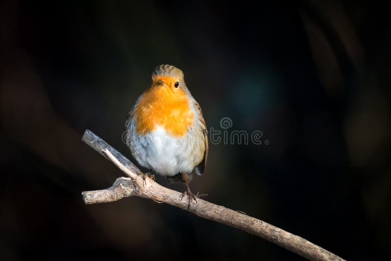 Robin on a Branch, Black Background Stock Photo - Image of feather ...