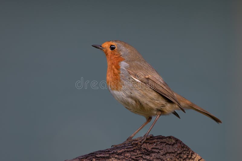 A Robin on a branch stock image. Image of small, orange - 265268991