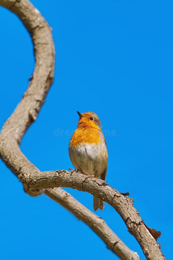 Robin on Branch stock photo. Image of beak, erithacus - 91292778