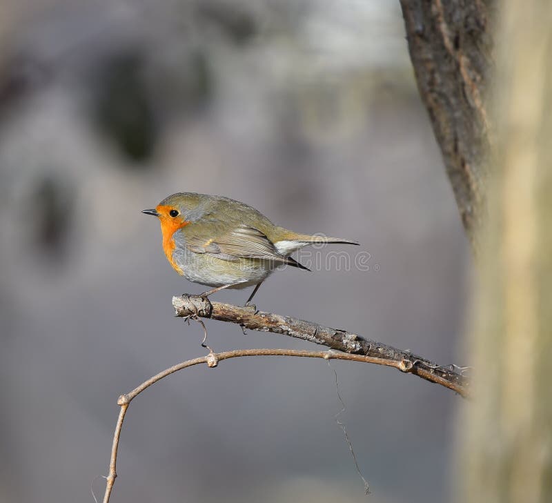 Robin on branch stock image. Image of bird, proud, left - 87590617