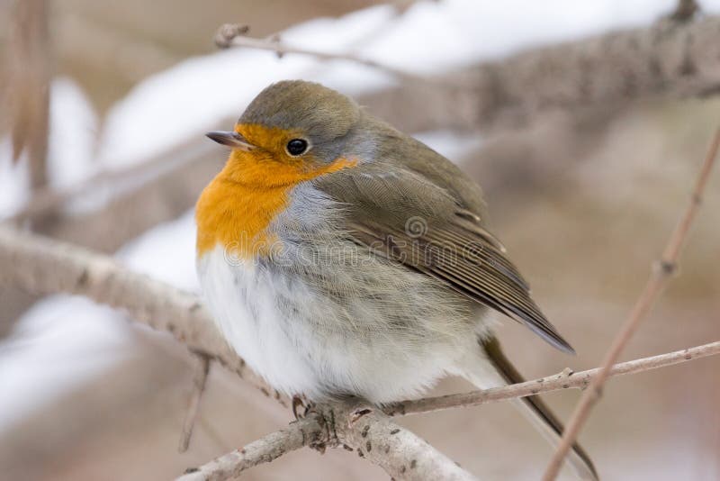 Robin on a branch stock photo. Image of bird, cold, branch - 79735942