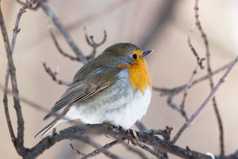 Robin on a branch stock photo. Image of flying, trees - 85612740