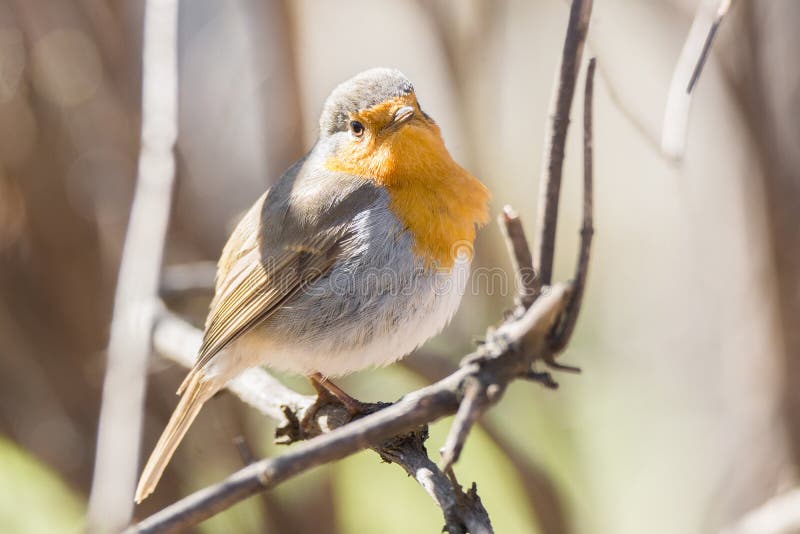 Robin on a branch stock image. Image of nature, feather - 91261951