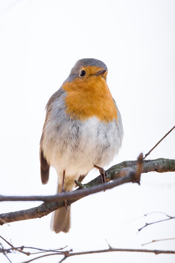 Robin on a branch stock photo. Image of city, bird, rubecula - 86467412