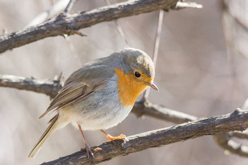 Robin on a branch stock photo. Image of robins, feather - 91262370